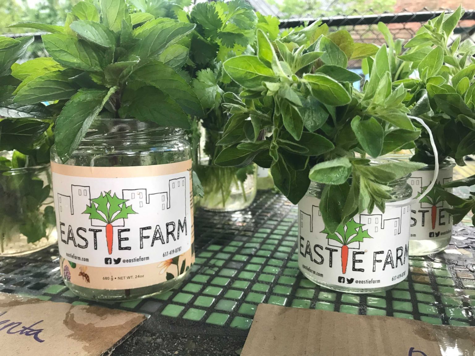 A Greenhouse in Eastie - Eastie Farm