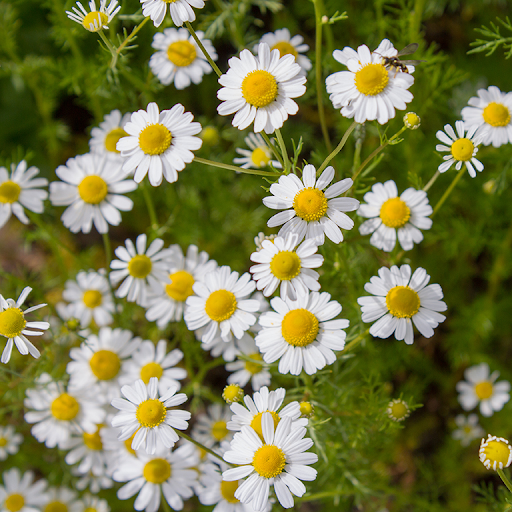 Common Chamomile [Single] – Eastie Farm